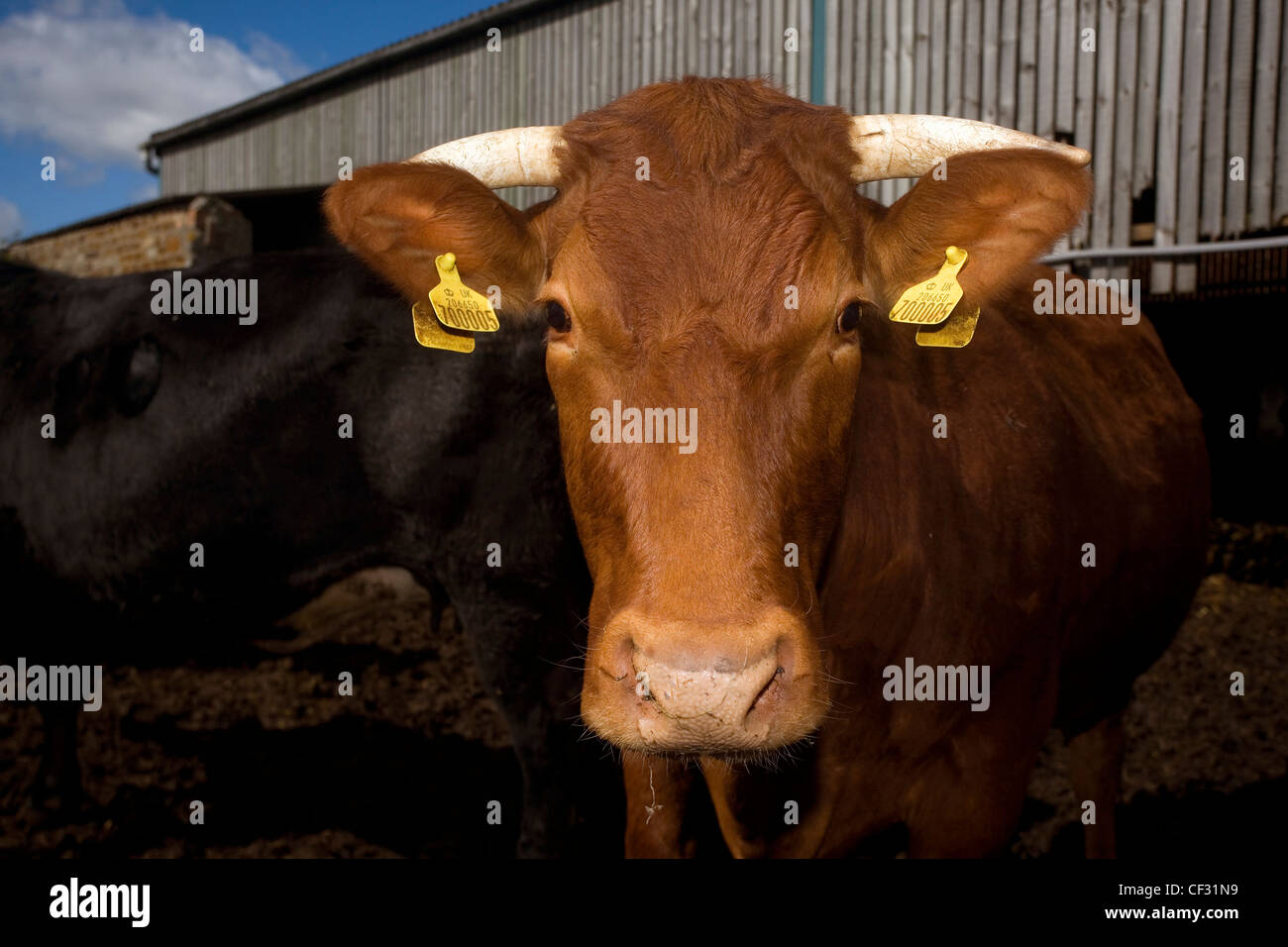 Aberdeen Angus/ South Devon Cross cattle in a pen Stock Photo - Alamy