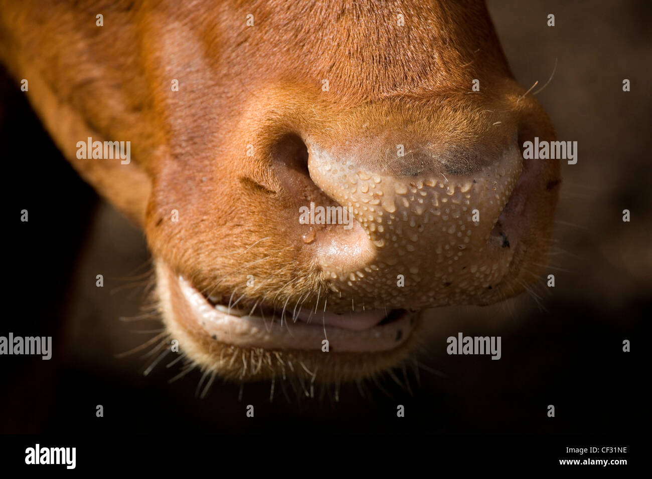 Aberdeen angus cow nose close up hi-res stock photography and images ...