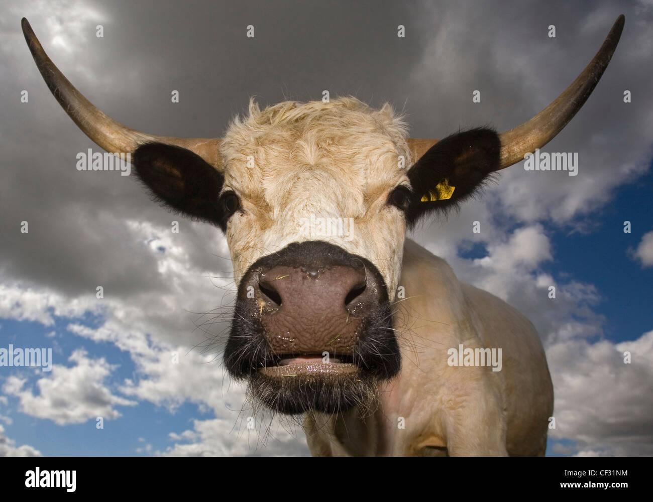White park cattle hi-res stock photography and images - Alamy