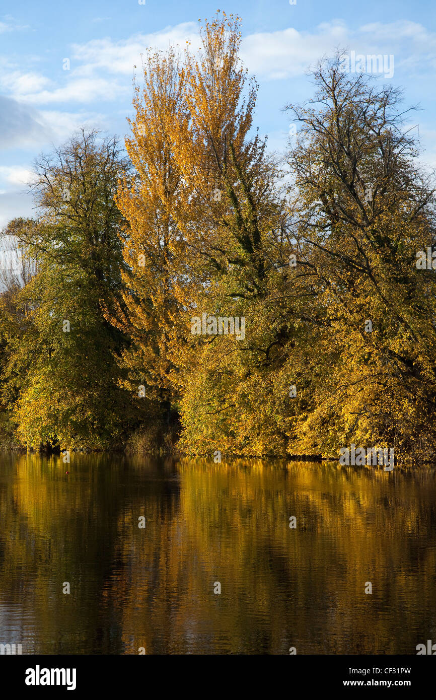 Trees Along The Shoreline Of River Blackwater In Autumn; Fermoy County ...