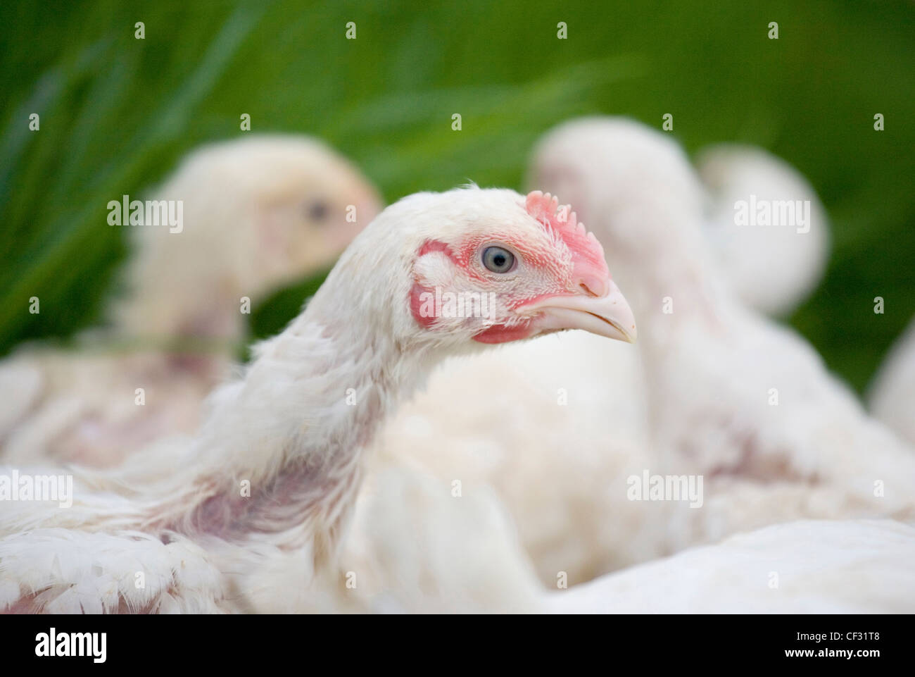 Sasso chickens, native chickens of France, on a farm in Worcestershire ...
