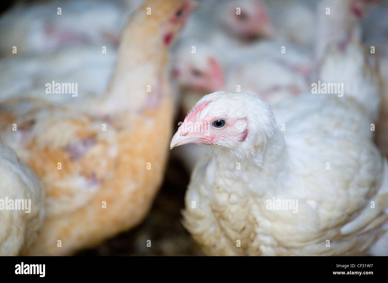 Sasso chickens hi-res stock photography and images - Alamy