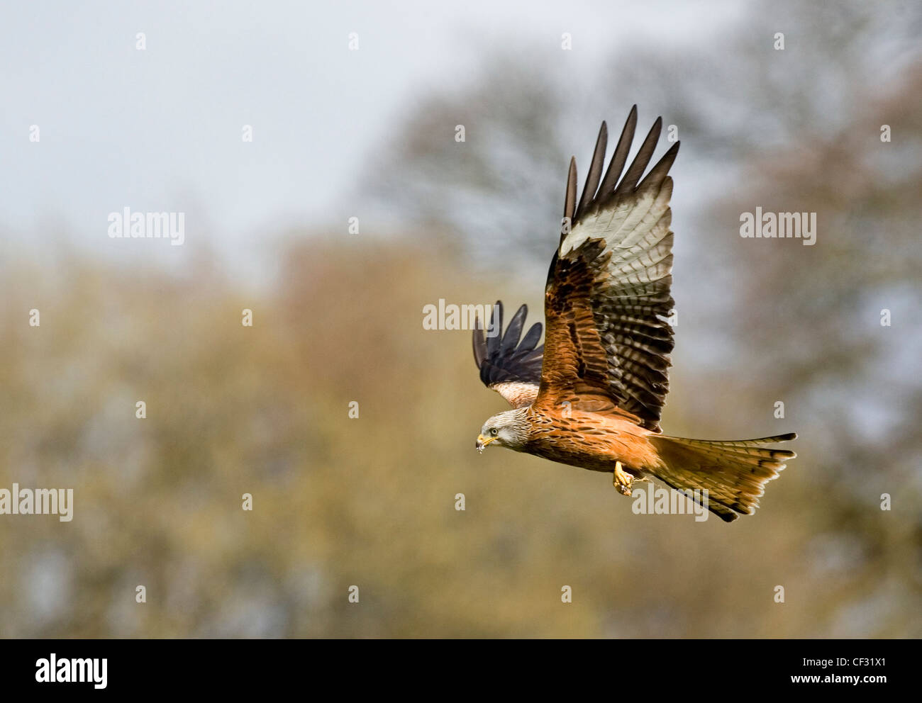 Welsh rare bird hi-res stock photography and images - Alamy