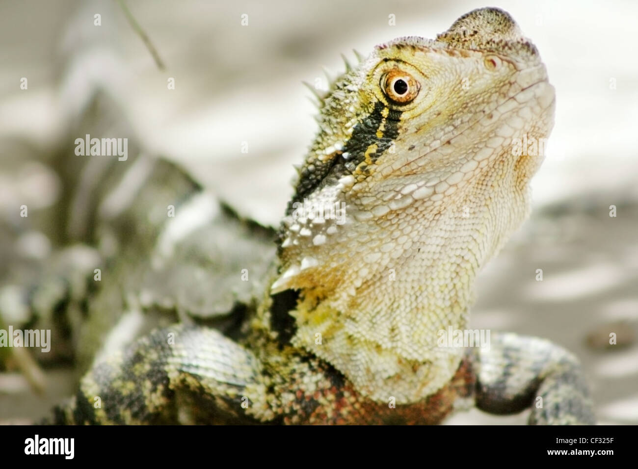 Water dragons hi-res stock photography and images - Alamy