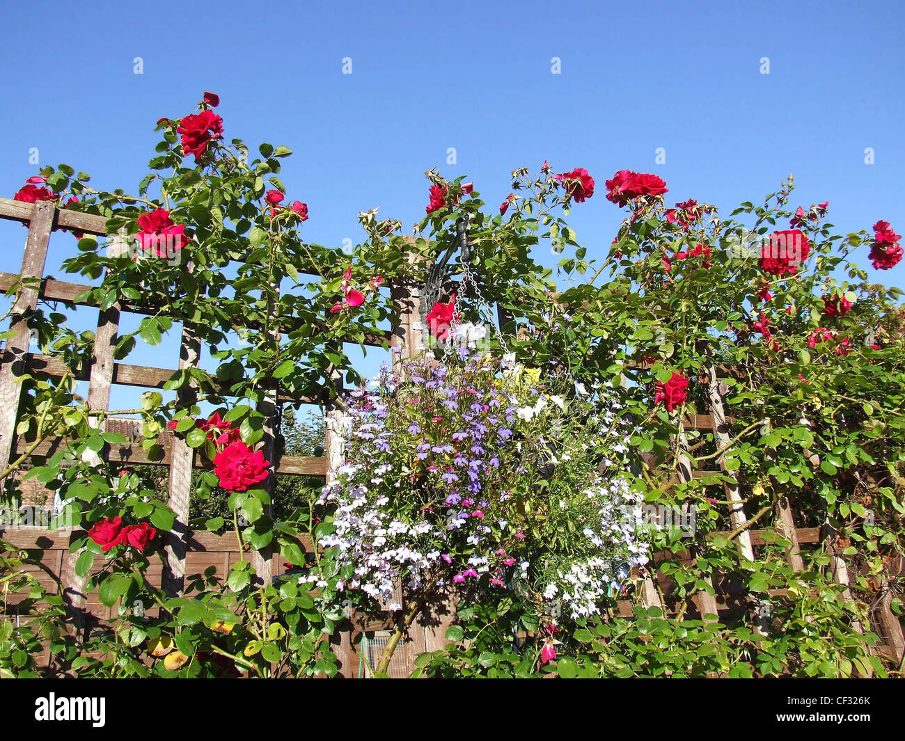 Trellis with climbing roses hi-res stock photography and images - Alamy