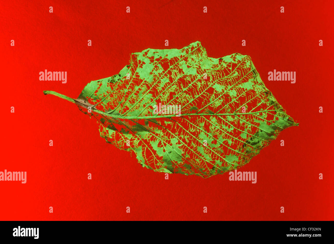 Dessicated leaf hi-res stock photography and images - Alamy