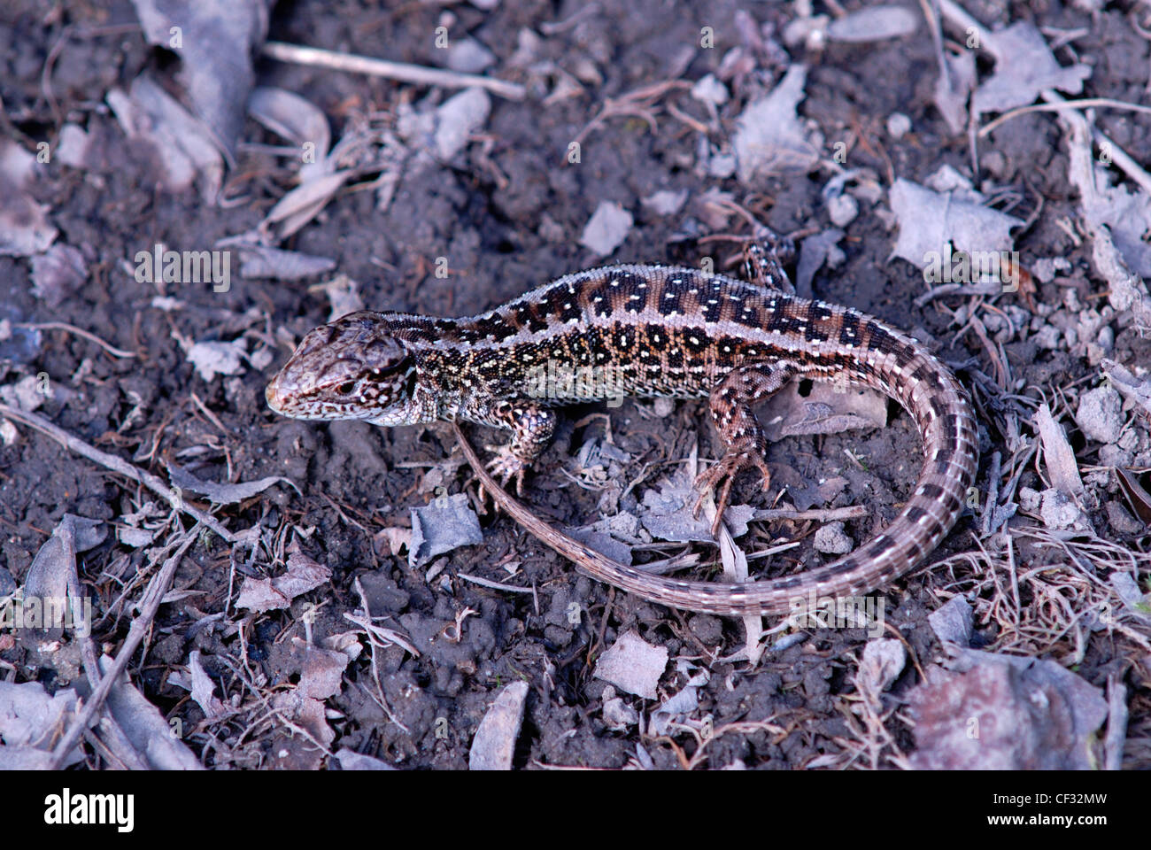 A sand lizard on a Dorset heathland UK Stock Photo - Alamy