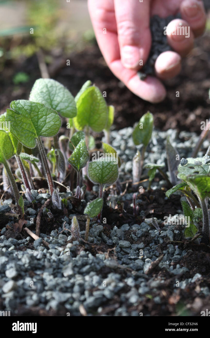 A female sprinkling grit around Brunnera Jack Frost seedling as a slug ...