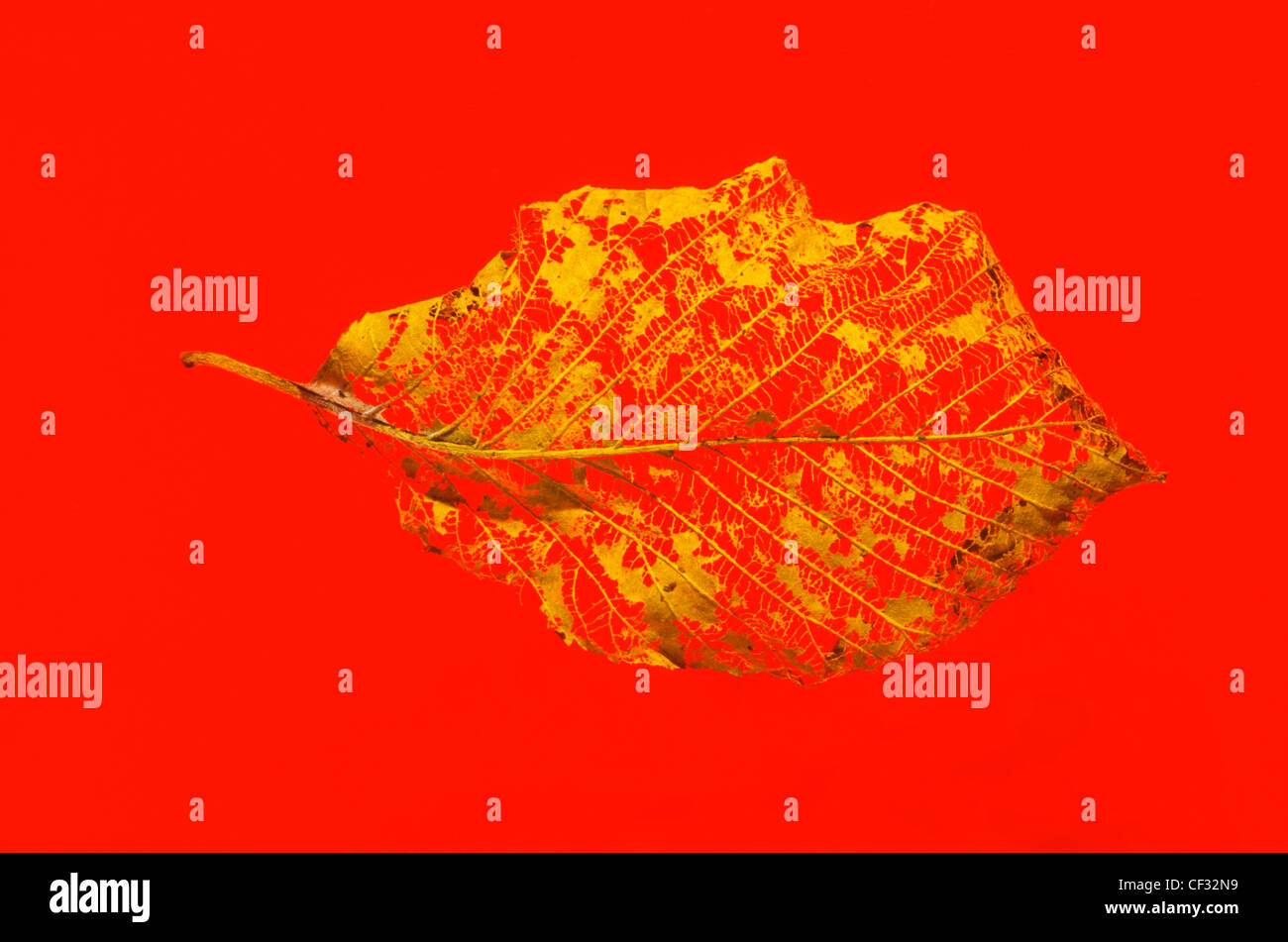 Dessicated leaf hi-res stock photography and images - Alamy