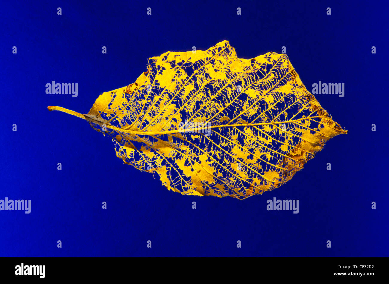 Dessicated leaf hi-res stock photography and images - Alamy