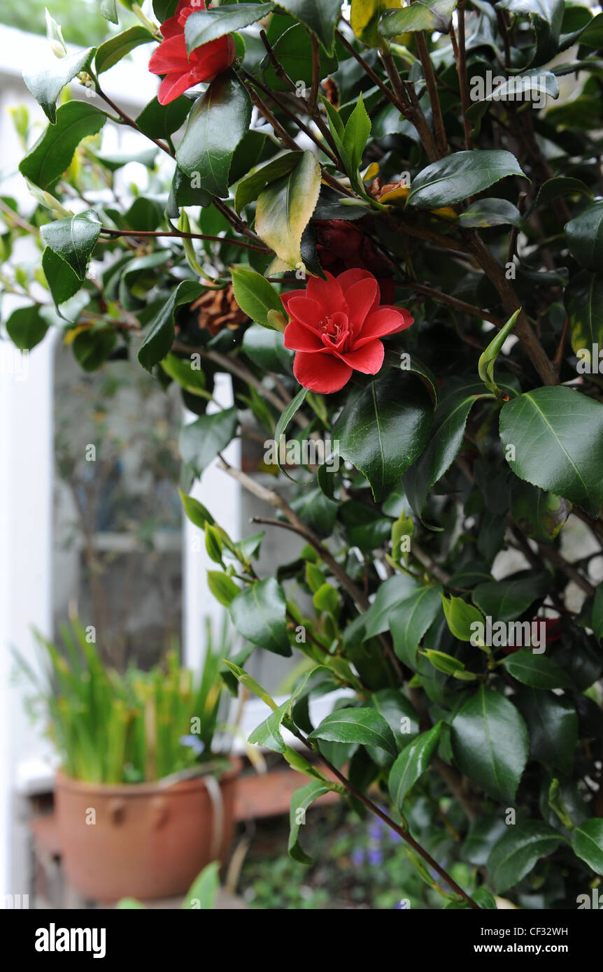 With hidden red hi-res stock photography and images - Alamy