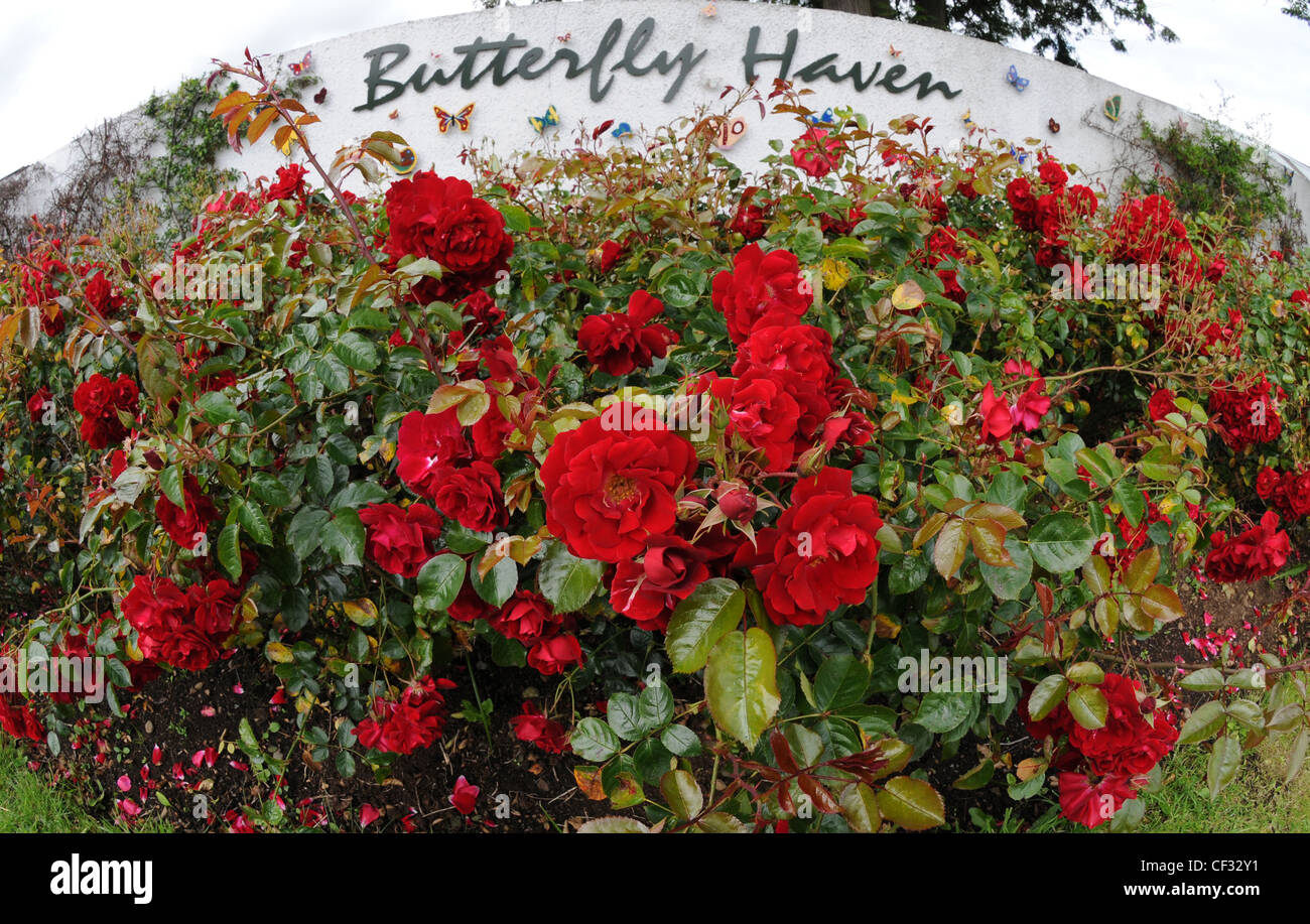 Butterfly of haven hi-res stock photography and images - Alamy