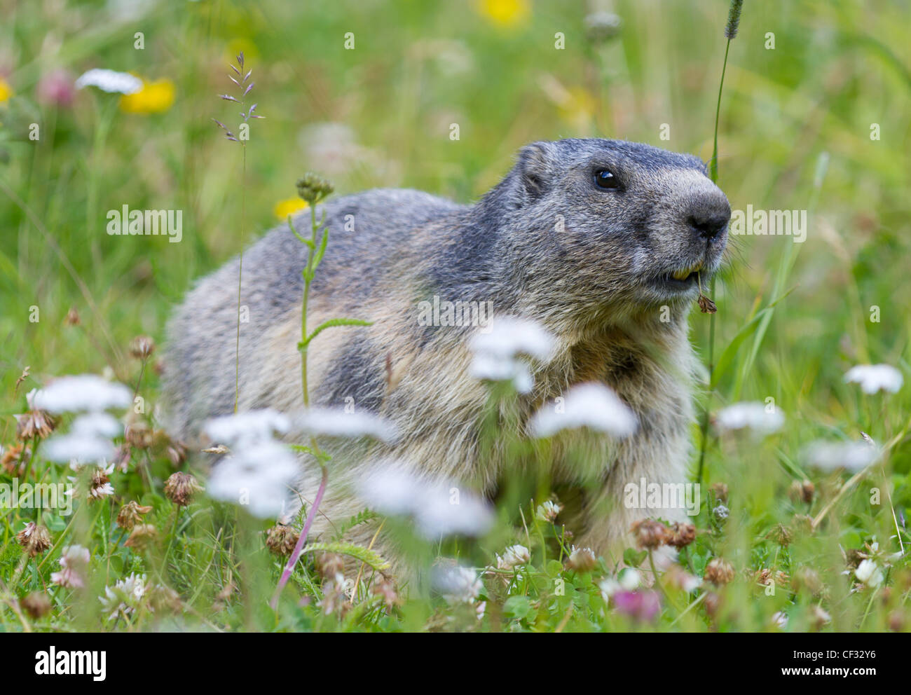 Ground chuck hi-res stock photography and images - Alamy
