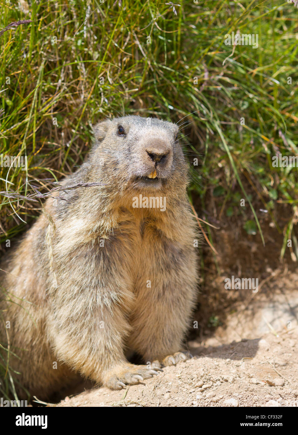 groundhog sitting in front of it's den in summer in Valais, Switzerland ...