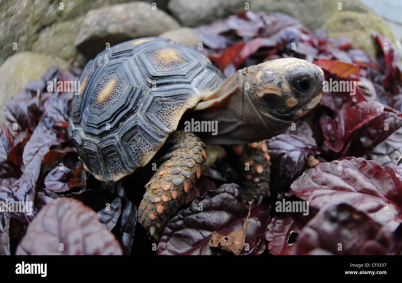 Redfoot hi-res stock photography and images - Alamy