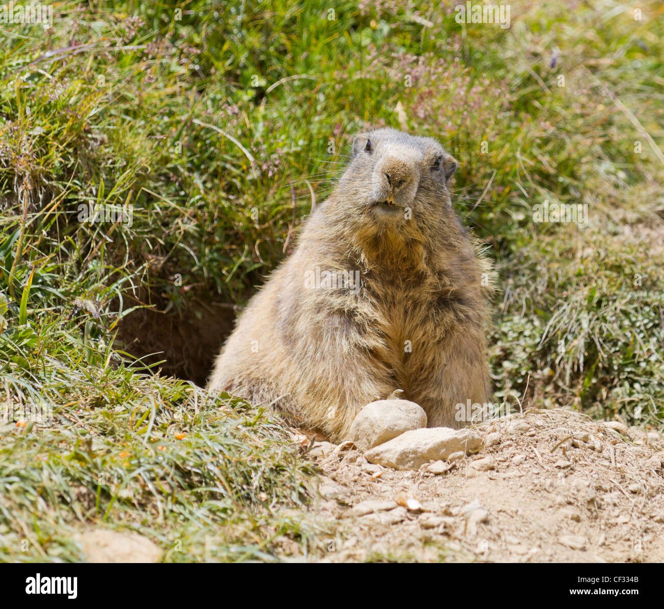 Groundhog den hi-res stock photography and images - Alamy