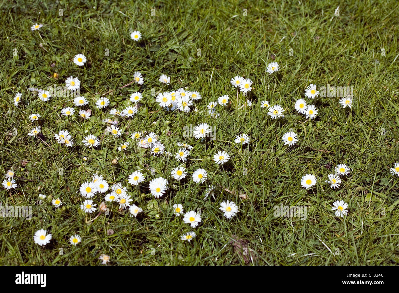 Woodland daisies hi-res stock photography and images - Alamy