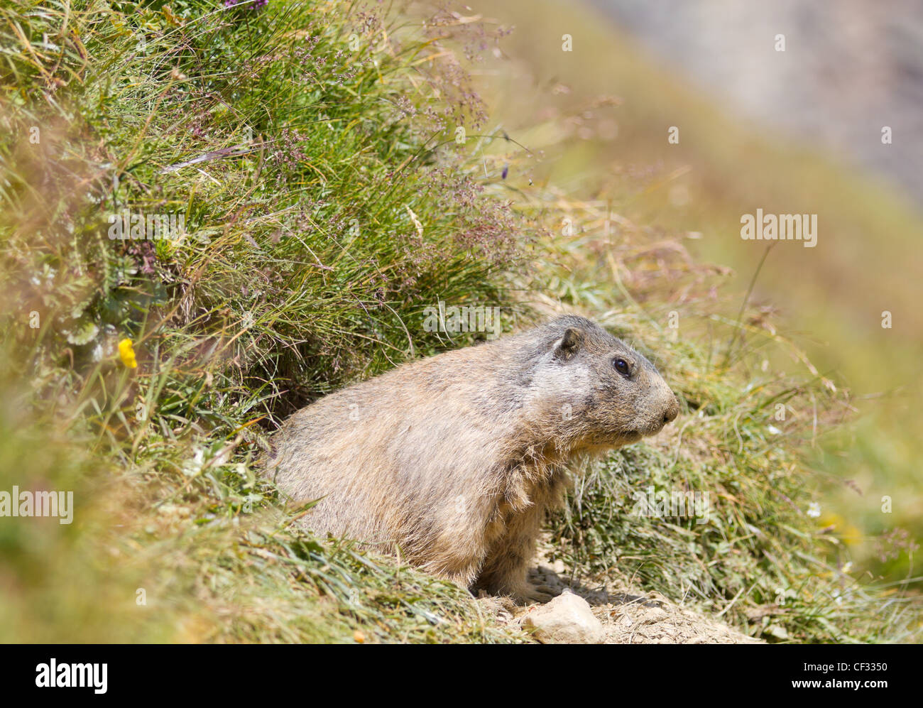 Groundhog den hi-res stock photography and images - Alamy