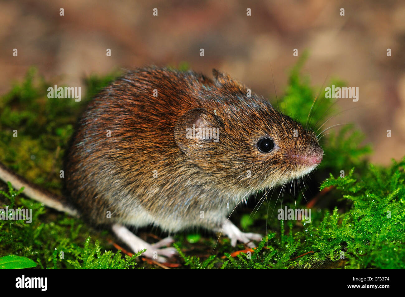 Juvenile harvest mouse in winter. UK Stock Photo - Alamy