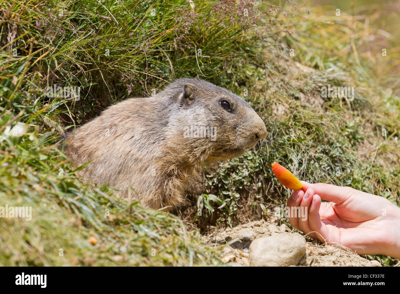 Feeding groundhog hi-res stock photography and images - Alamy