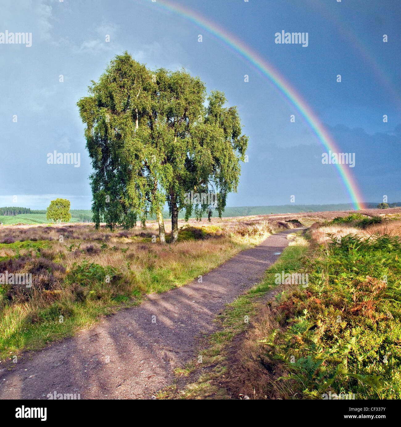 Rainbows across Heart of England Way Cannock Chase Country Park AONB ...