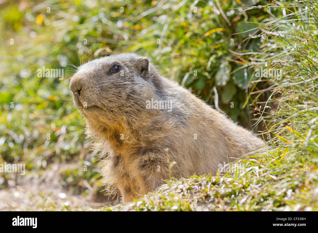 Groundhog den hi-res stock photography and images - Alamy