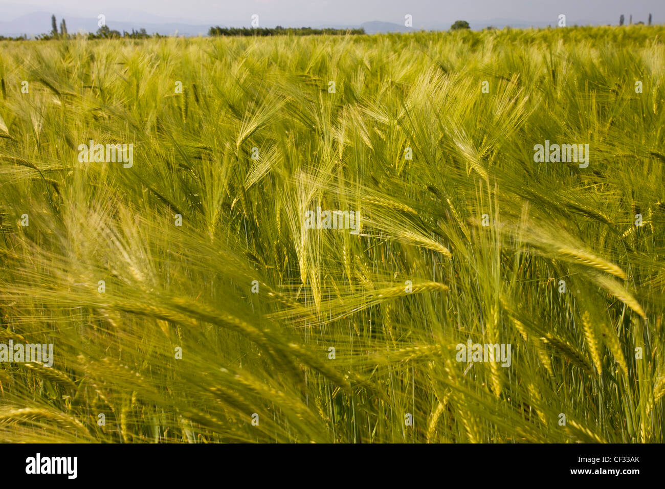 Landscape format photograph of a wheat-field, Veroia, Makedonia, Greece ...