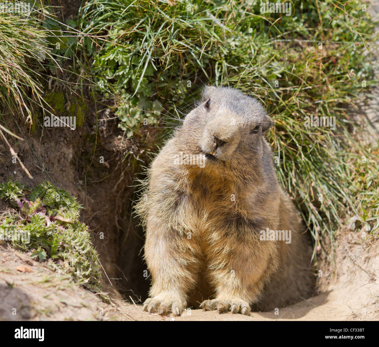 Groundhog Dens Identification | BURROW IDENTIFICATION GUIDE – BIXT
