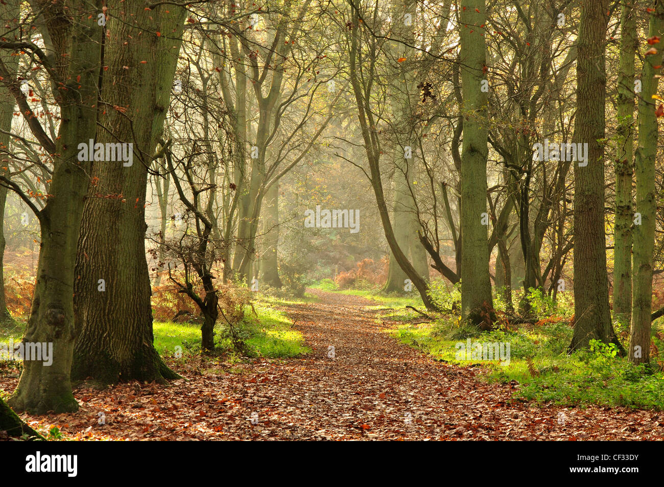 A path through Aldbury Common Ashridge Forest UK Stock Photo - Alamy