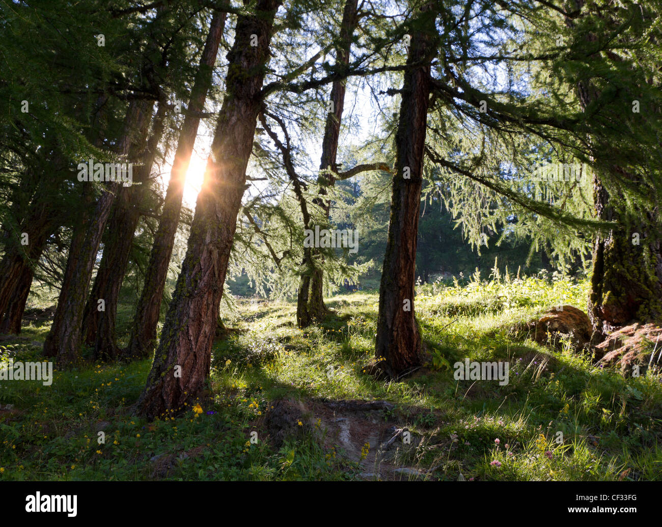 Slanting hi-res stock photography and images - Alamy