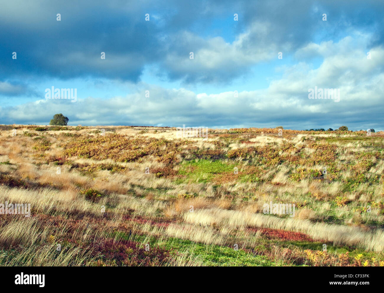 Scrub and Heathland in autumn on Cannock Chase Country Park AONB (area ...