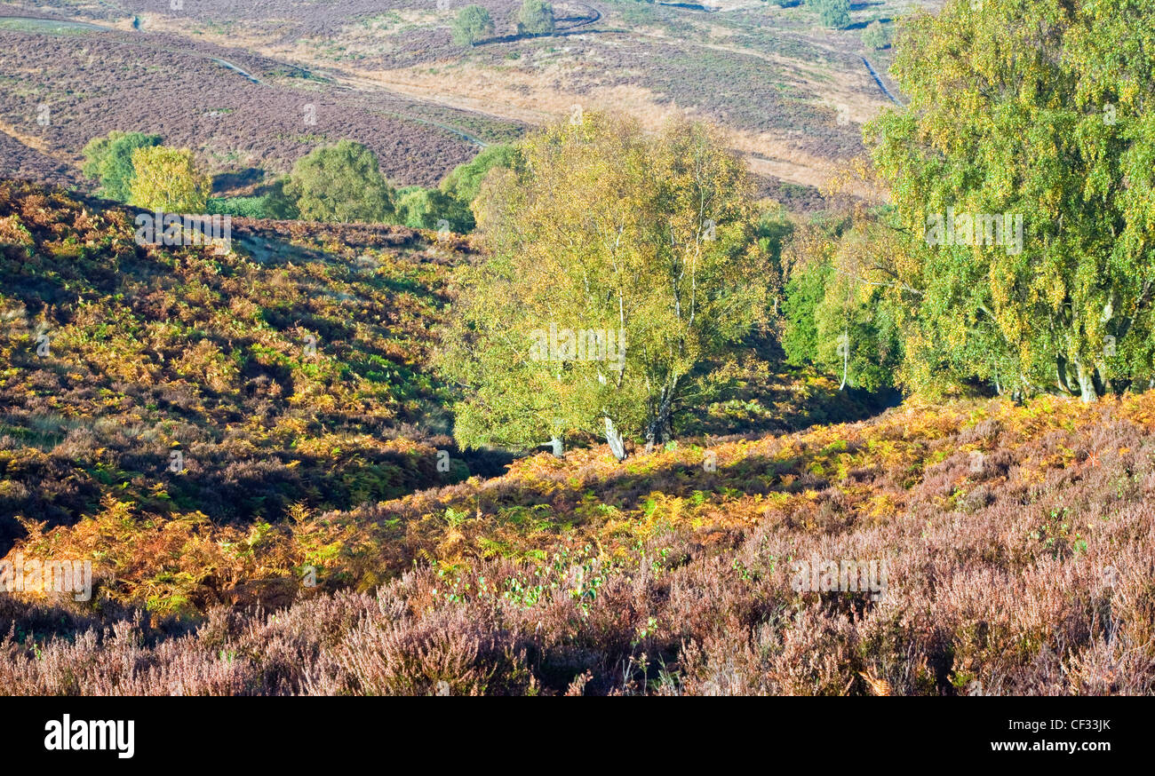 Cannock Chase AONB Landscape View Scenery Scenic Scene Tranquil Nature ...