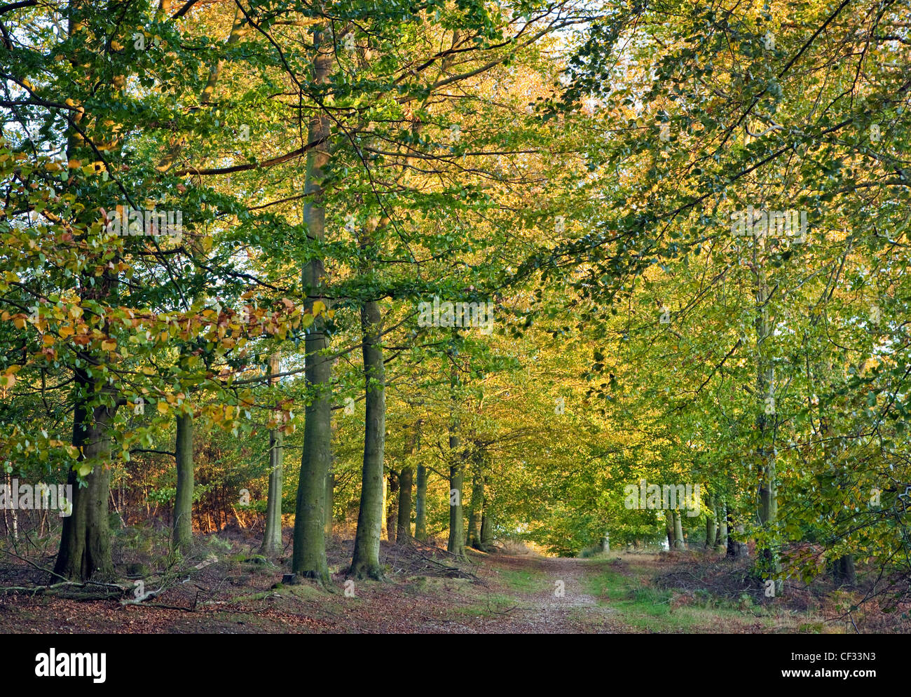 Cannock Chase Woods High Resolution Stock Photography and Images - Alamy