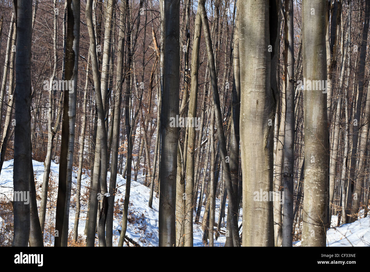 Beautiful beech tree forest hi-res stock photography and images - Alamy