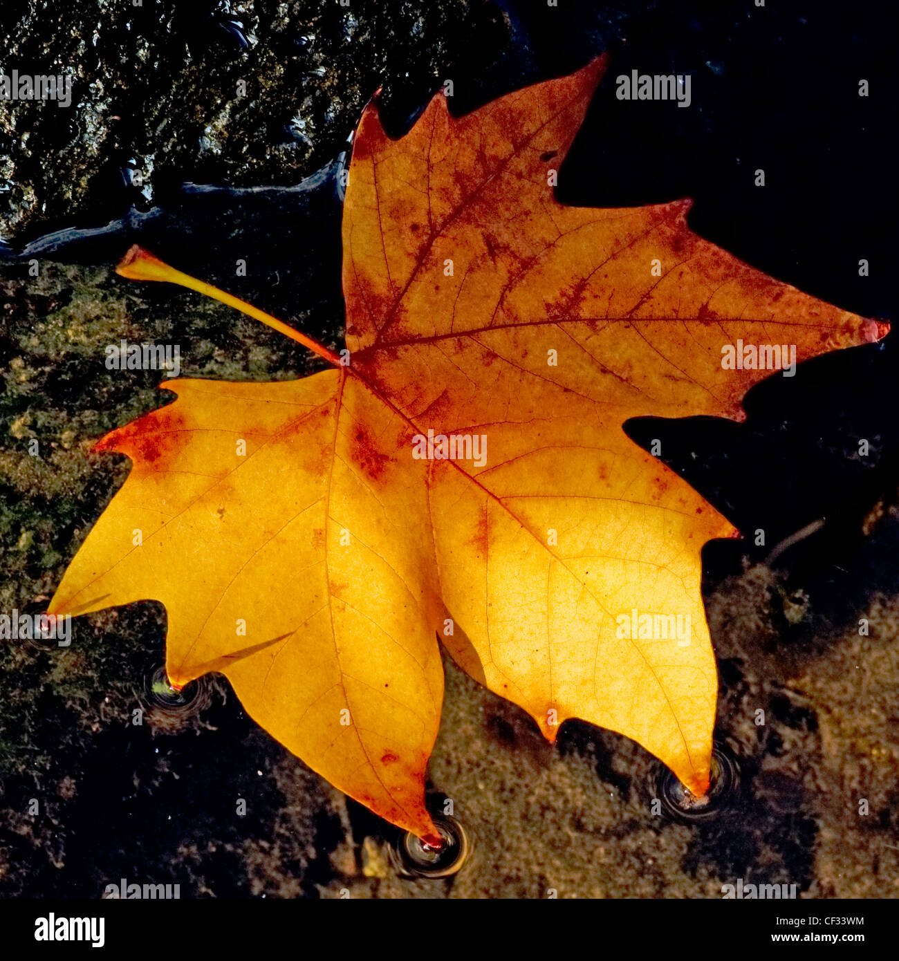 Glowing Colors of an Autumn Leaf Stock Photo - Alamy