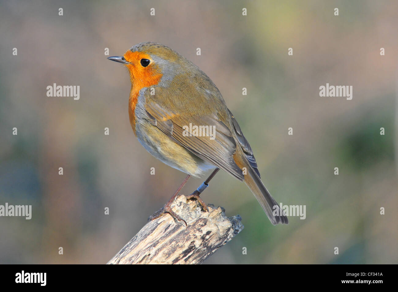 English robin hi-res stock photography and images - Alamy