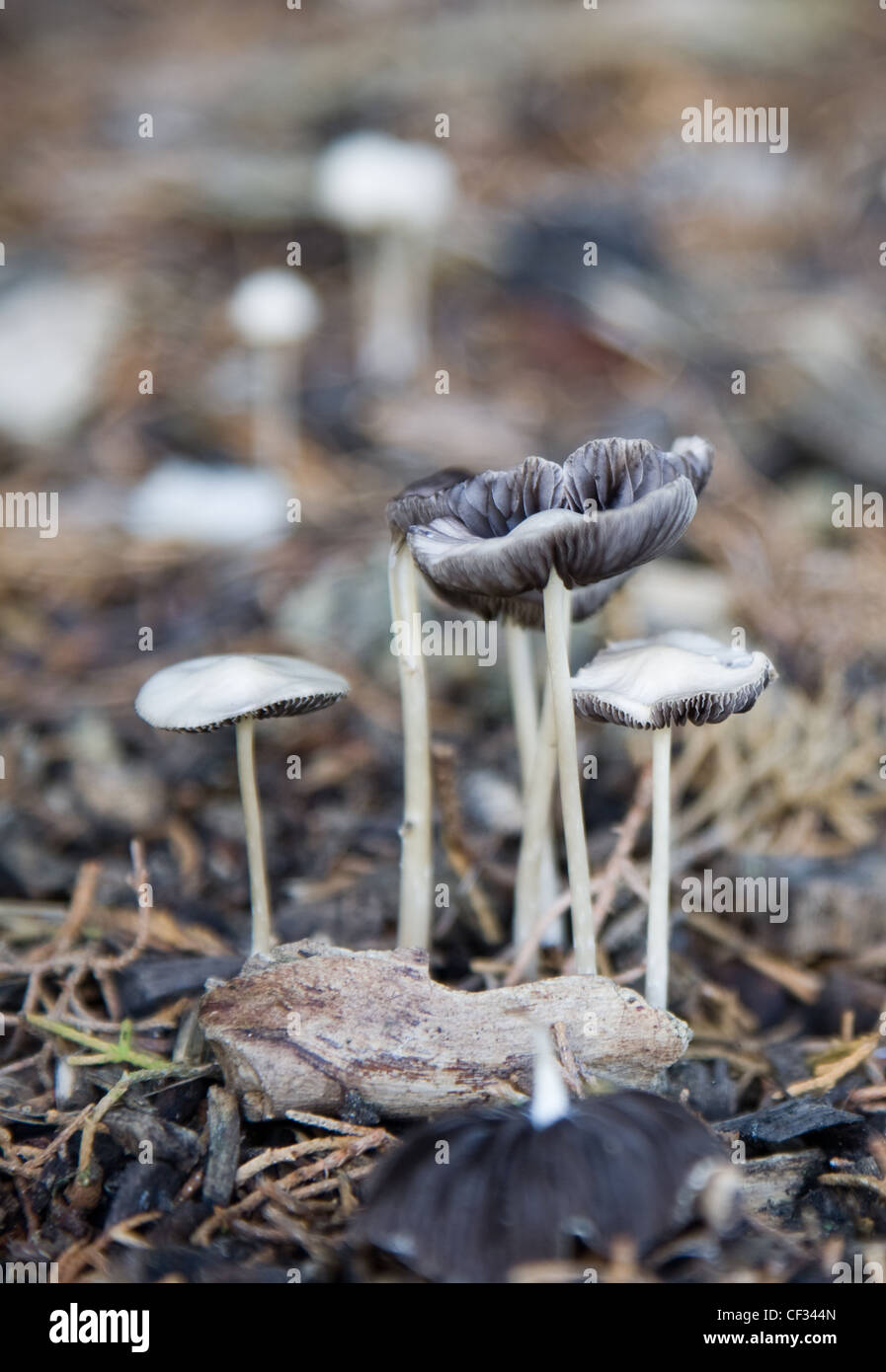 Salutation gardens sandwich hi-res stock photography and images - Alamy