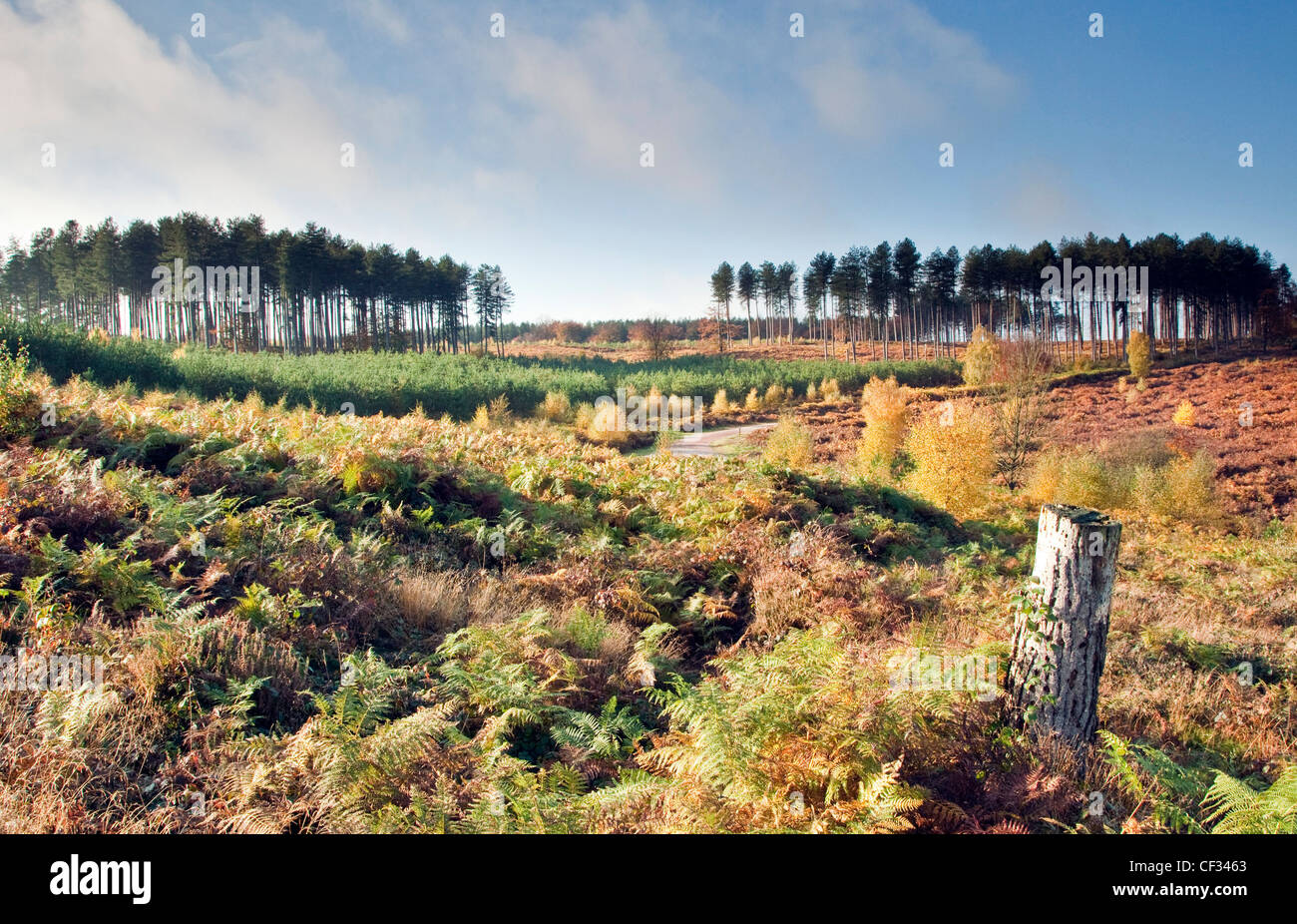 Autumn colour near Marquess Drive, Cannock Chase Country Park AONB ...