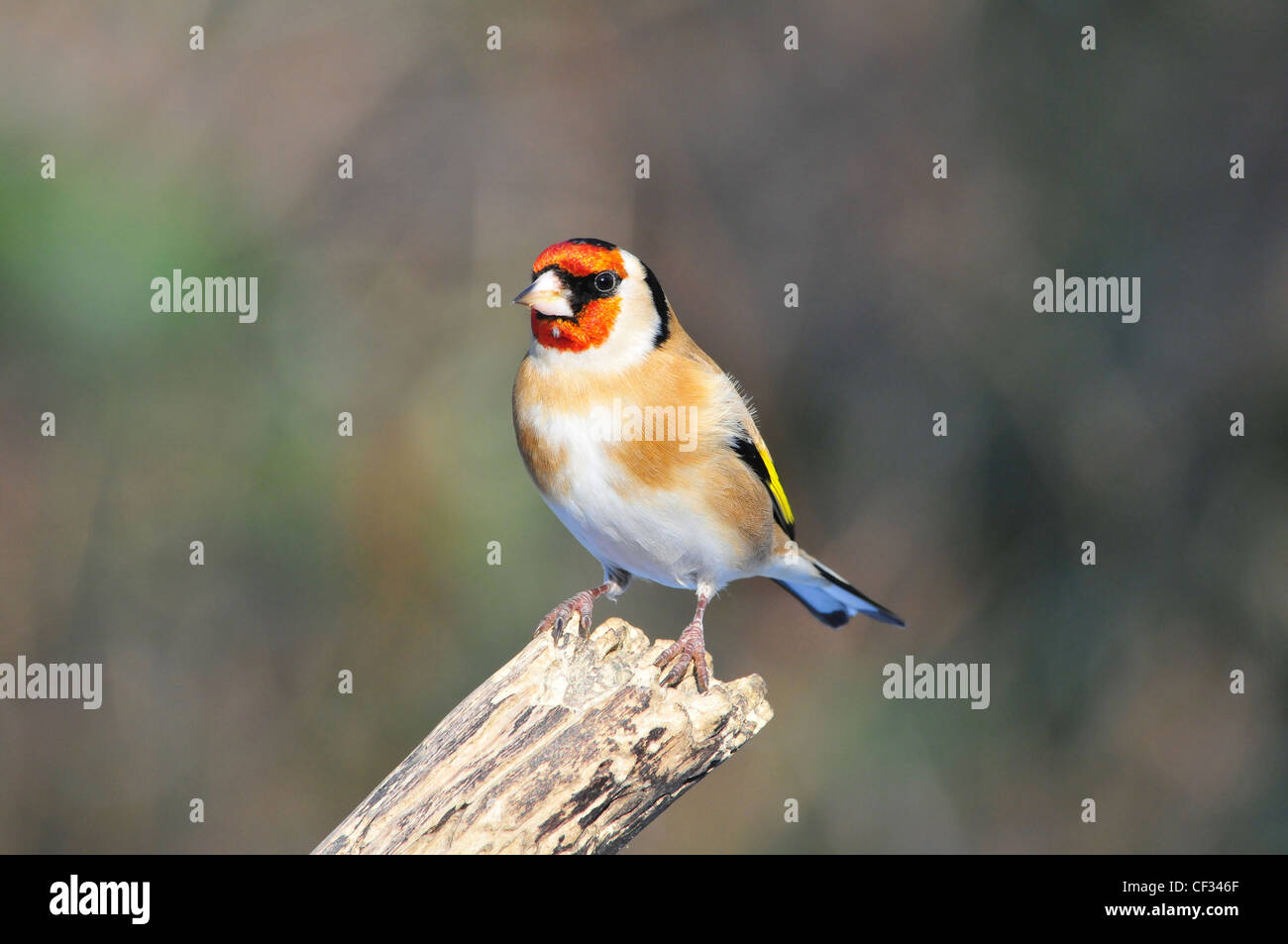 British goldfinch hi-res stock photography and images - Alamy