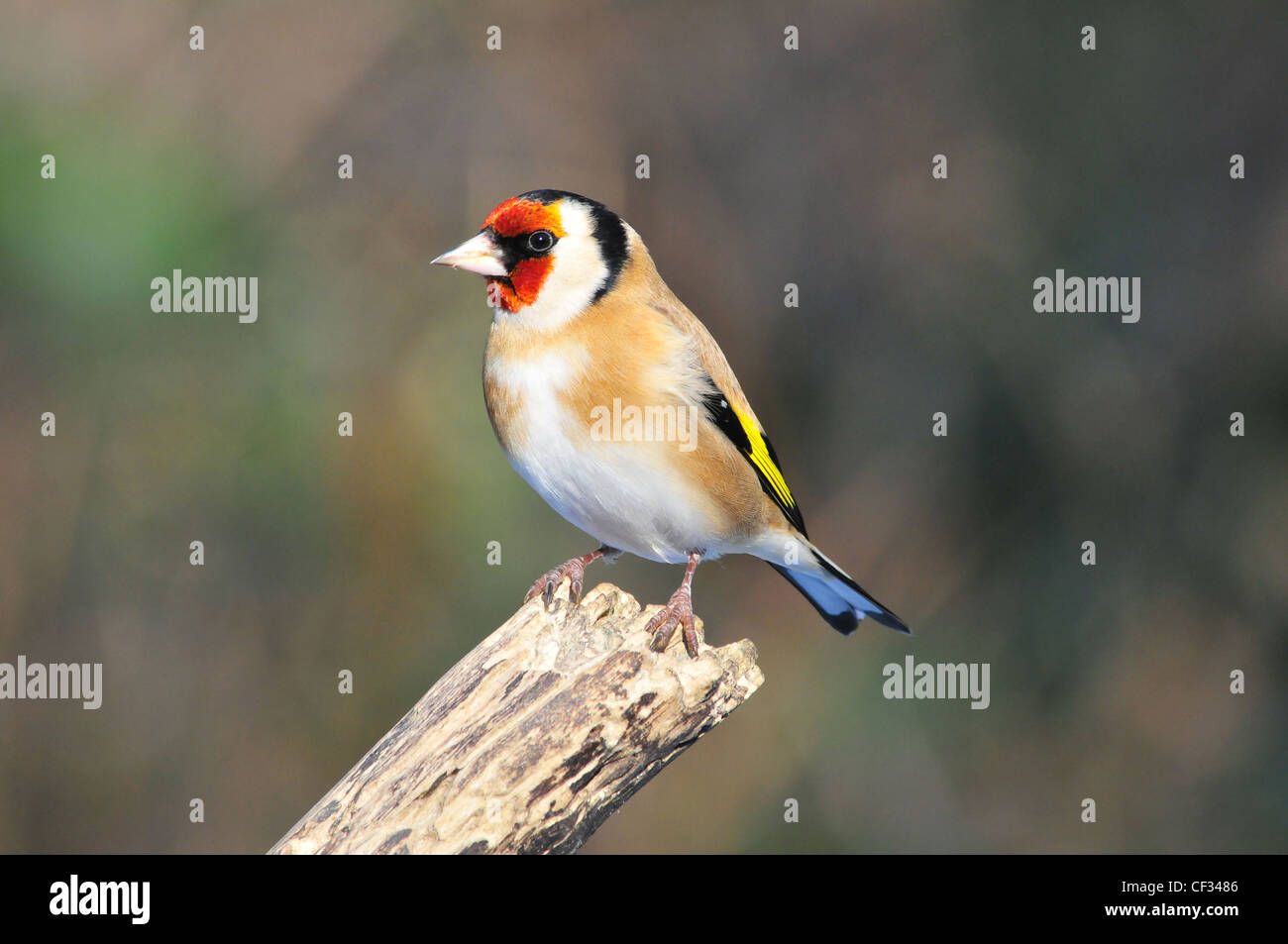 British goldfinch hi-res stock photography and images - Alamy