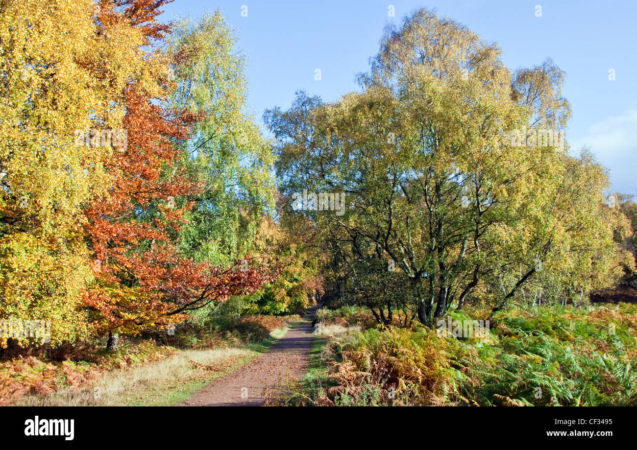 autumn colour on Cannock Chase Country Park AONB (area of outstanding ...