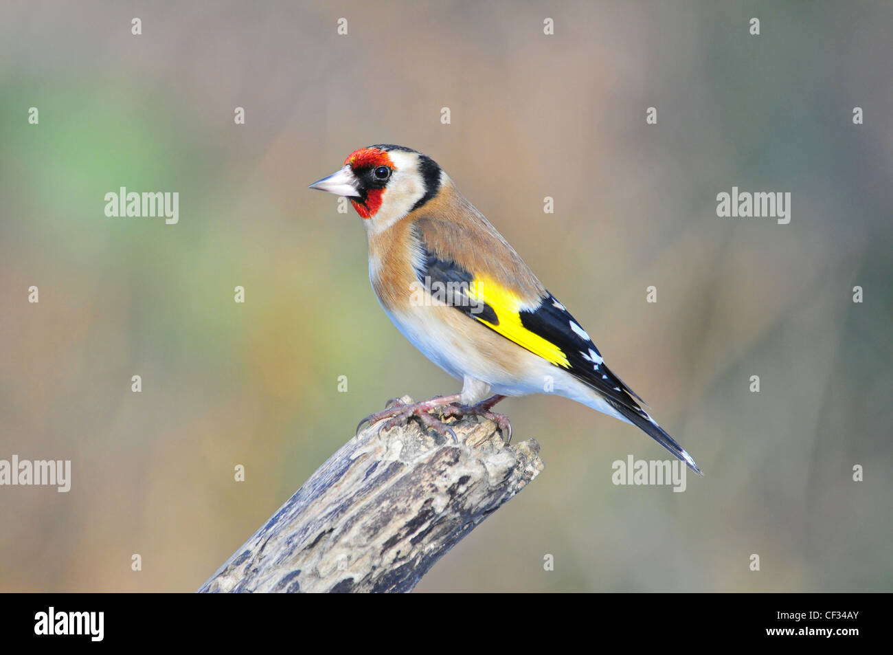 British goldfinch hi-res stock photography and images - Alamy