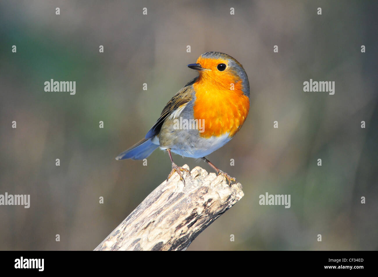 English robin hi-res stock photography and images - Alamy