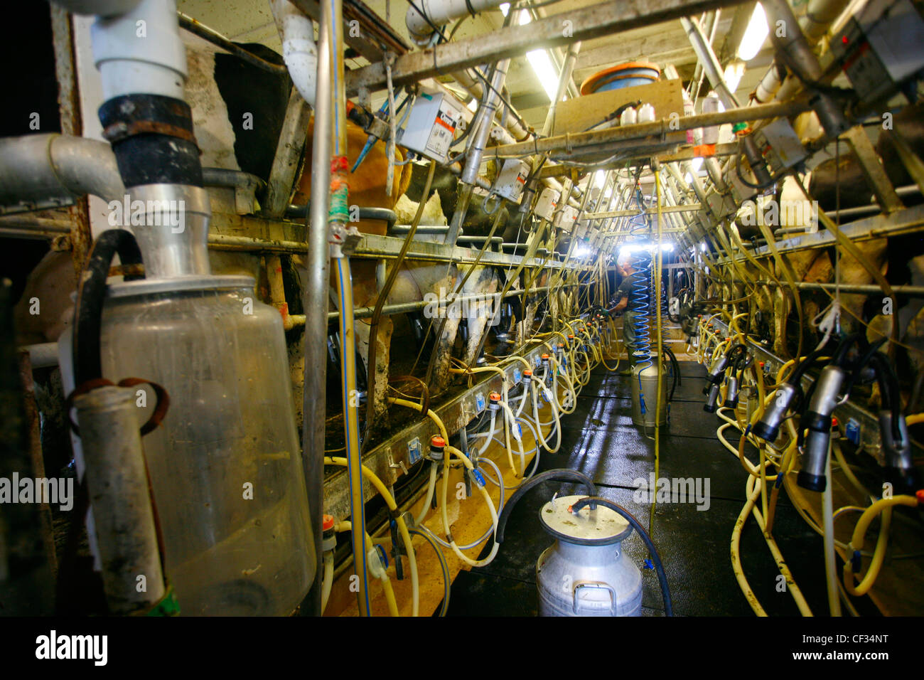 Cows inside a milking parlour on an organic farm Stock Photo - Alamy