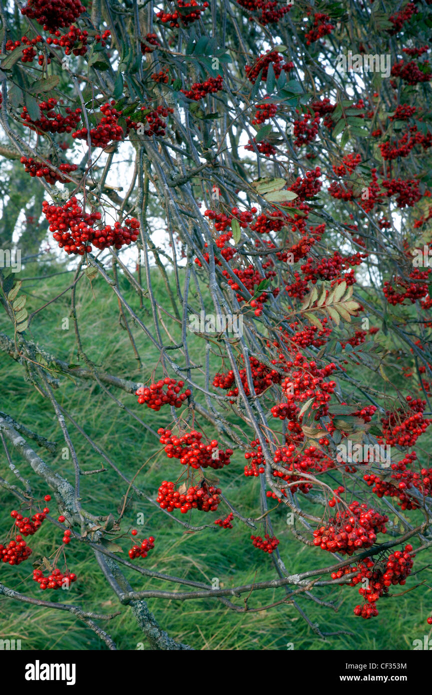 A close-up of Rowan berries growing on a tree. The trees feature in ...