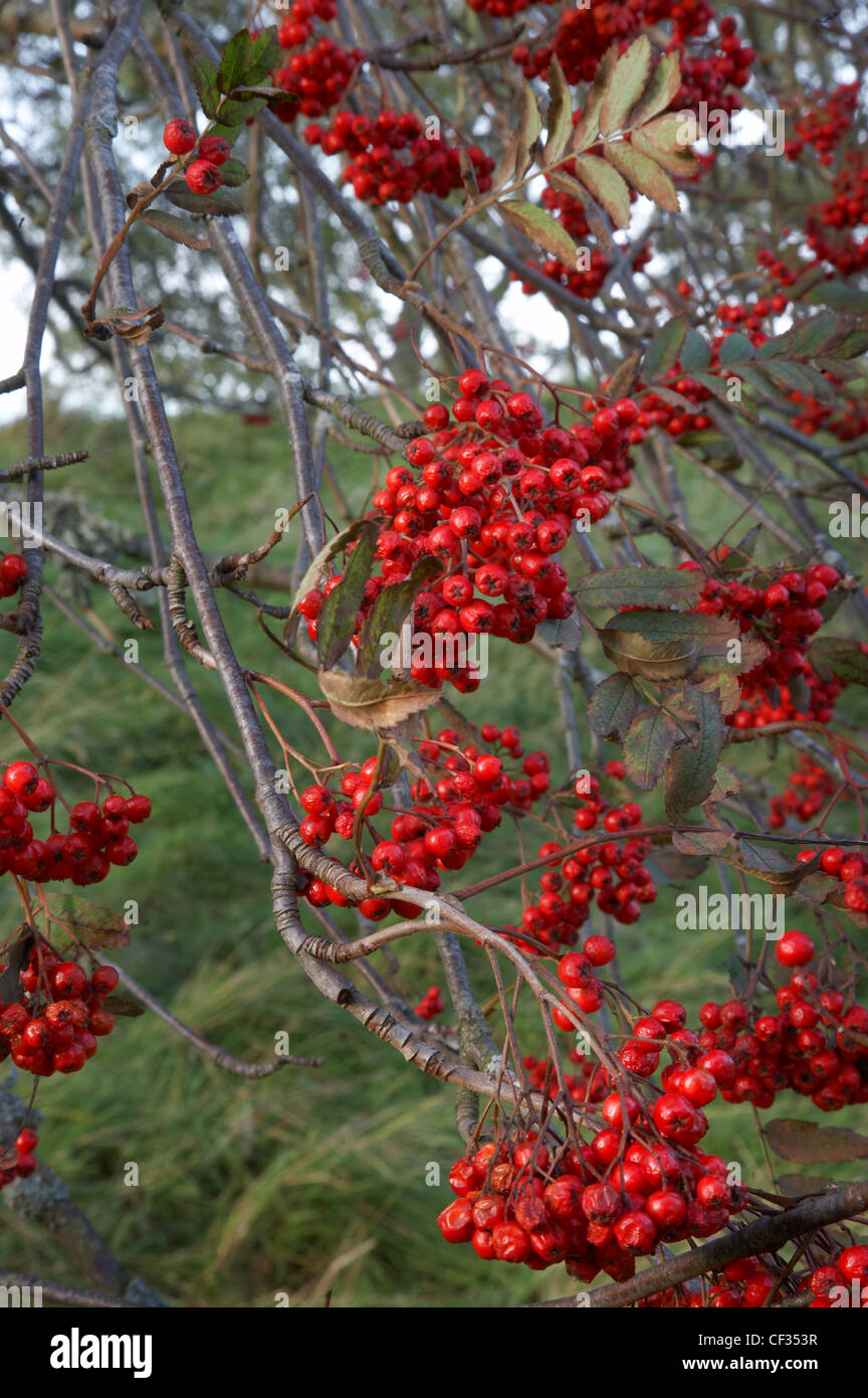 Witch wiggin tree hi-res stock photography and images - Alamy