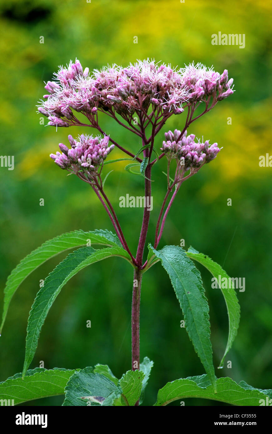 Flowering herb hi-res stock photography and images - Alamy