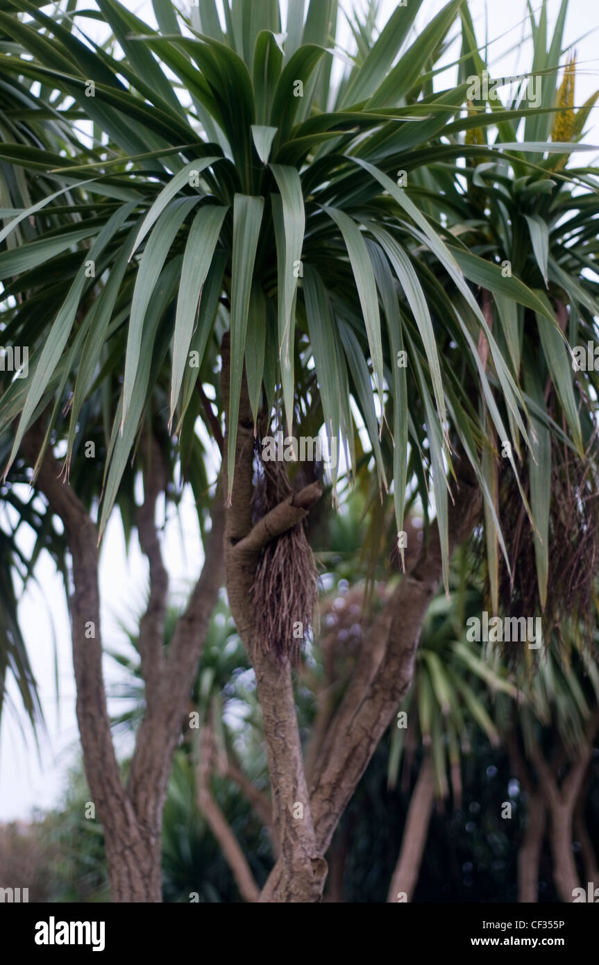 Tropical green palm tree Stock Photo - Alamy
