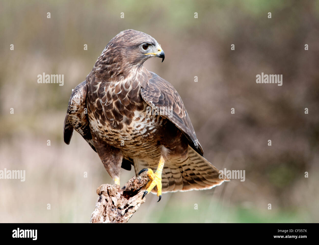 common buzzard standing on a old tree stump Stock Photo - Alamy
