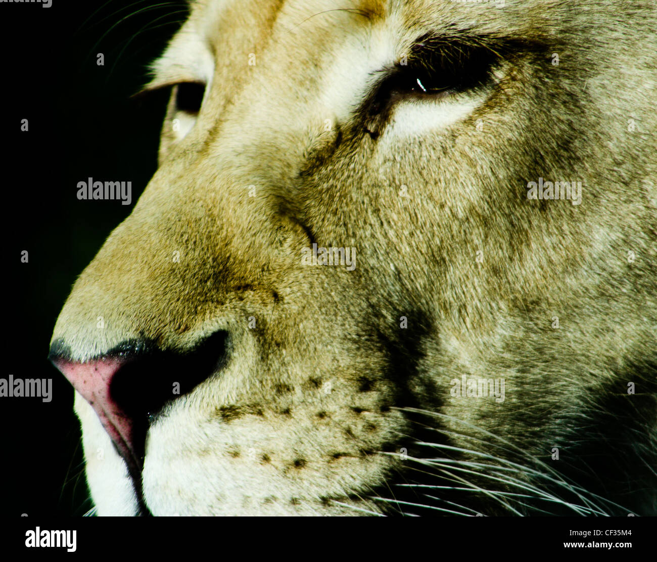 Lion nose hi-res stock photography and images - Alamy